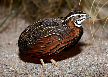 鹑族 Perdicini 蓝色动物学（中国动物学科普）